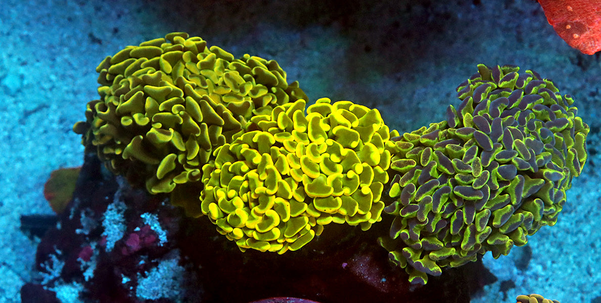 The Top 5 Best LPS Corals for Beginners – Pieces of the Ocean