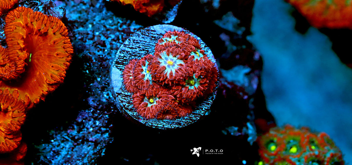 How to Care for LPS Corals – Pieces of the Ocean