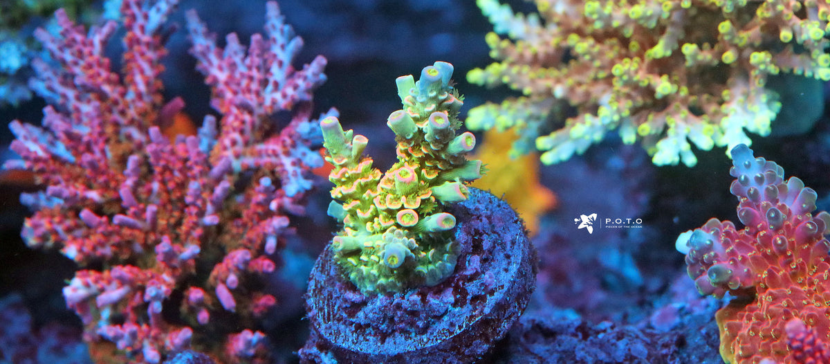 Tips on The Best Placement for SPS Corals in Your Tank – Pieces of the ...