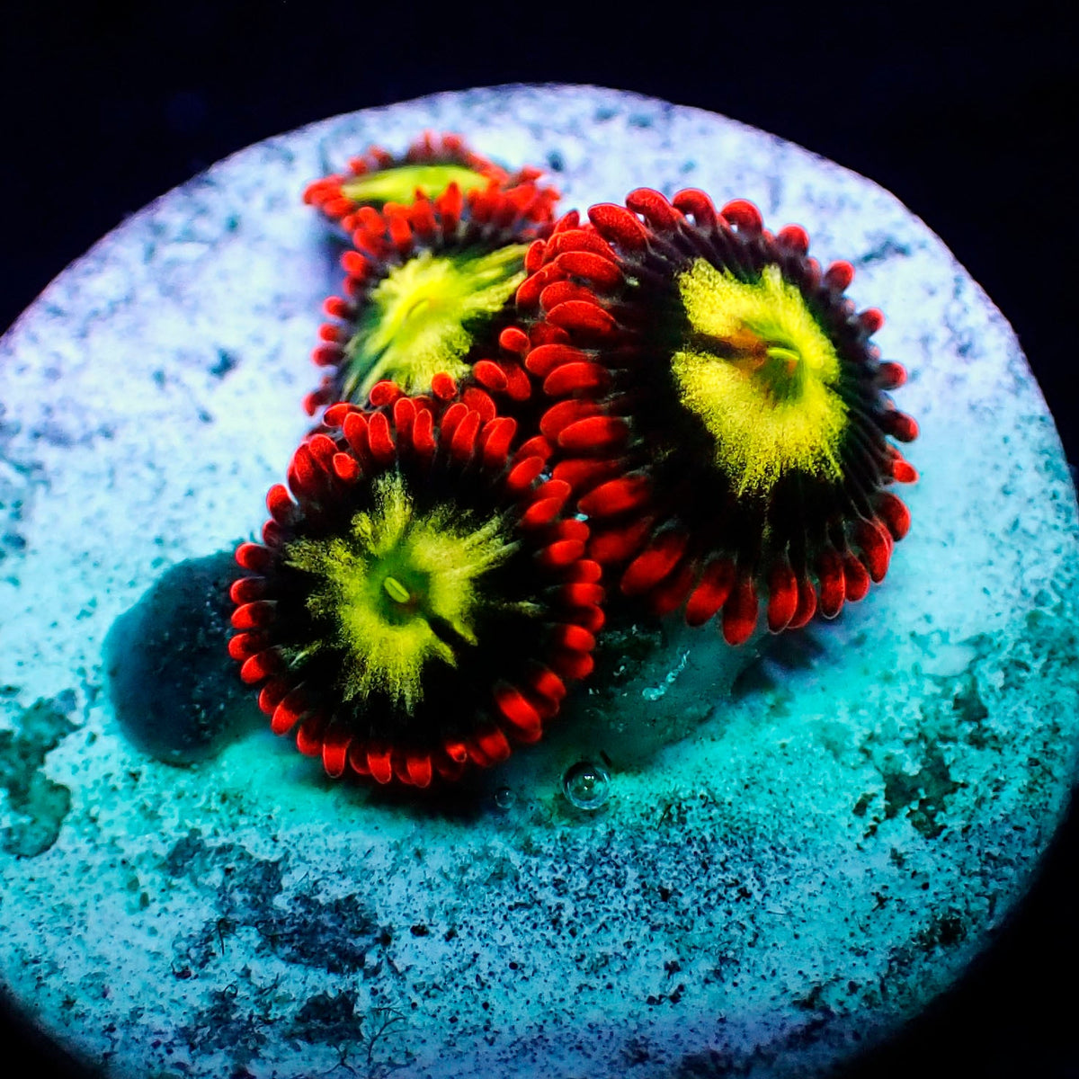 NYRA Jap Sunburst Zoa – Pieces of the Ocean