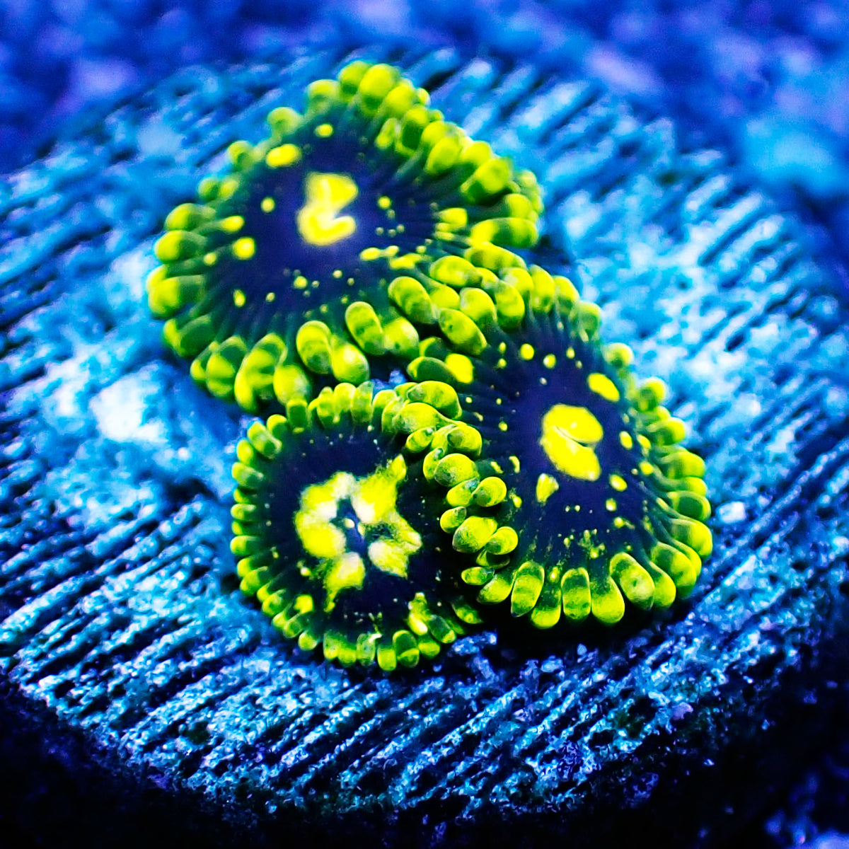 NYRA Exosphere Zoa – Pieces of the Ocean