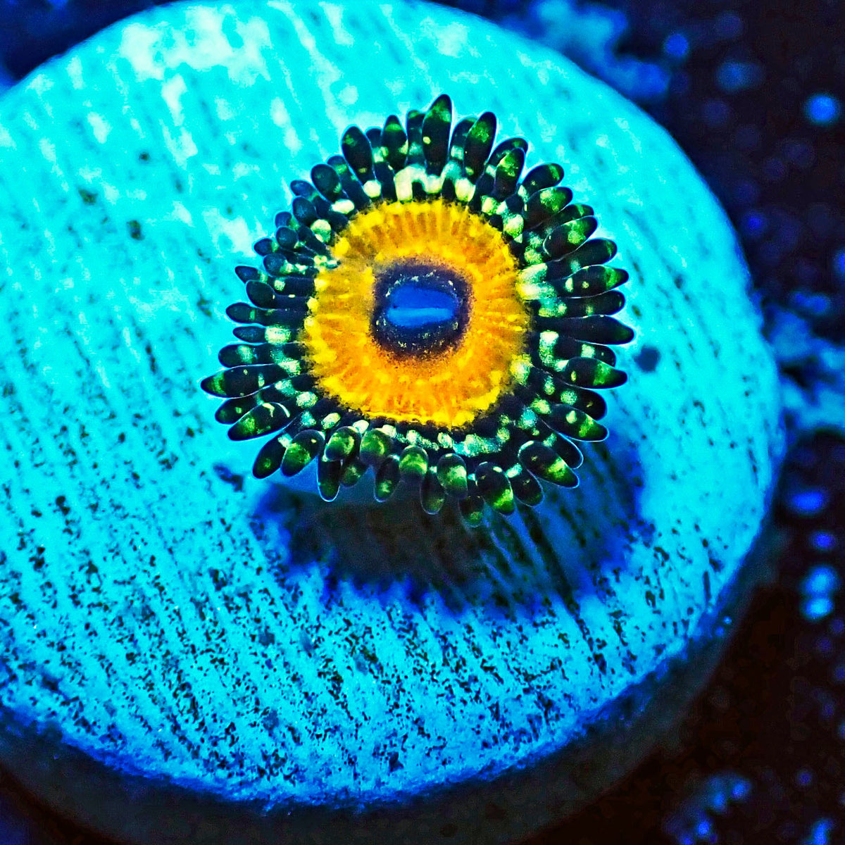 NYRA Godbeast Zoa – Pieces of the Ocean