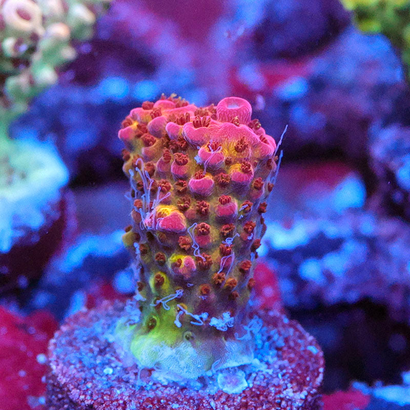 POTO Bubble Bliss (Special) – Pieces of the Ocean
