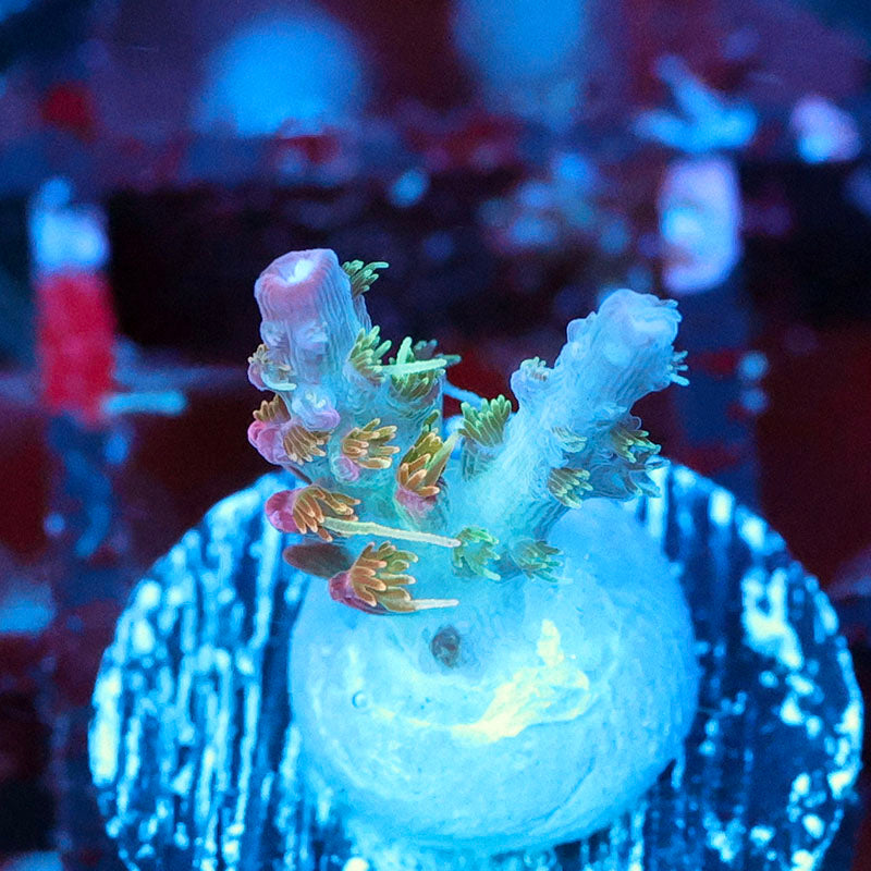 POTO Magic Kingdom – Pieces of the Ocean