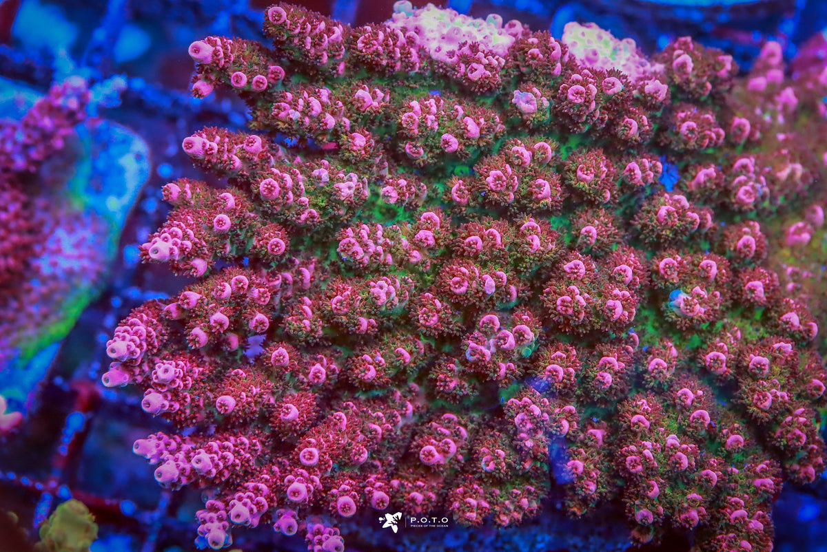 POTO Crimson Cloud – Pieces of the Ocean