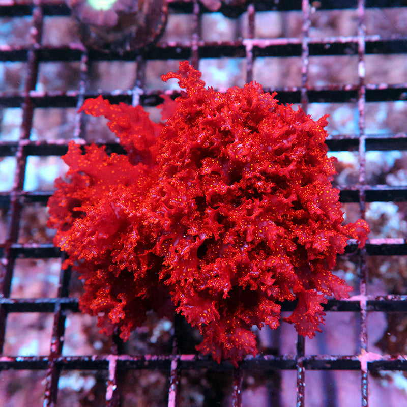 Atomic Brocolli Macroalgae – Pieces of the Ocean