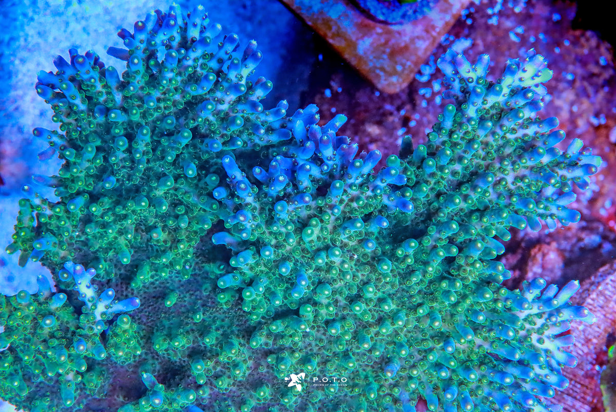 POTO Ultimate Efflo – Pieces of the Ocean