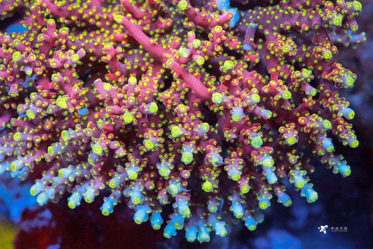 RRU Firecracker – Pieces of the Ocean