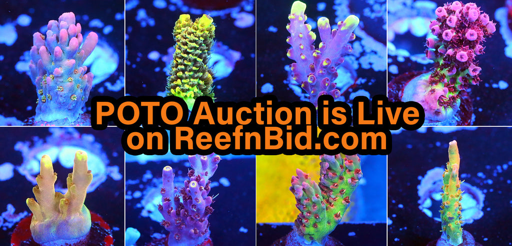 Live Coral Sales Online | Buy Corals | Pieces of the Ocean