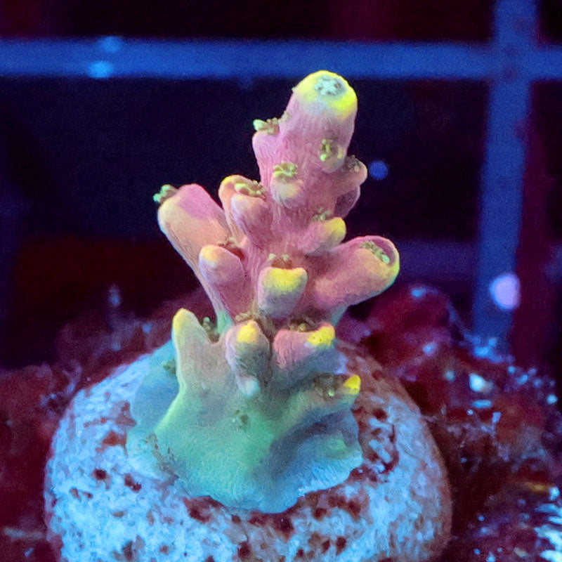 POTO Rise and Shine – Pieces of the Ocean