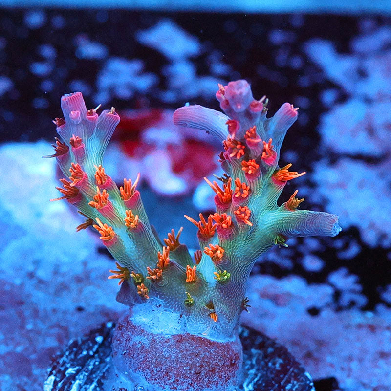Vivid Confetti – Pieces of the Ocean