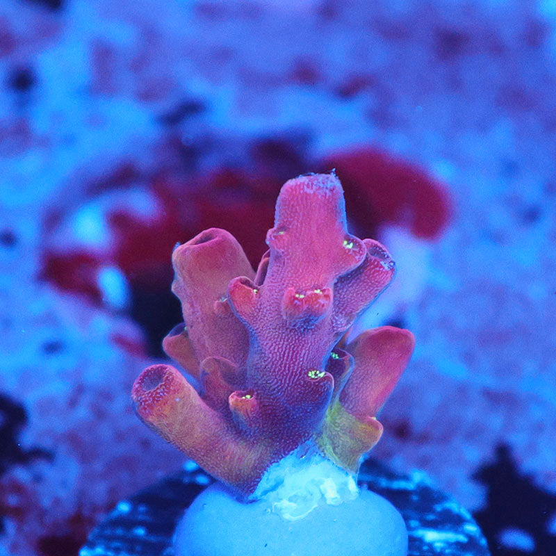 POTO Flamethrower – Pieces of the Ocean