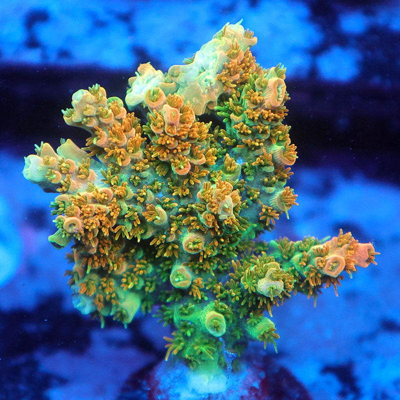 Tsa Bill Murray Chunk – Pieces of the Ocean