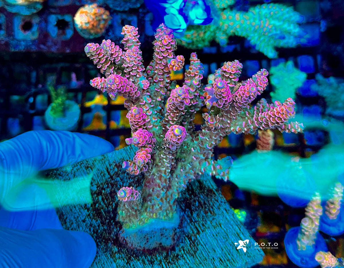 POTO Pixie Stix – Pieces of the Ocean