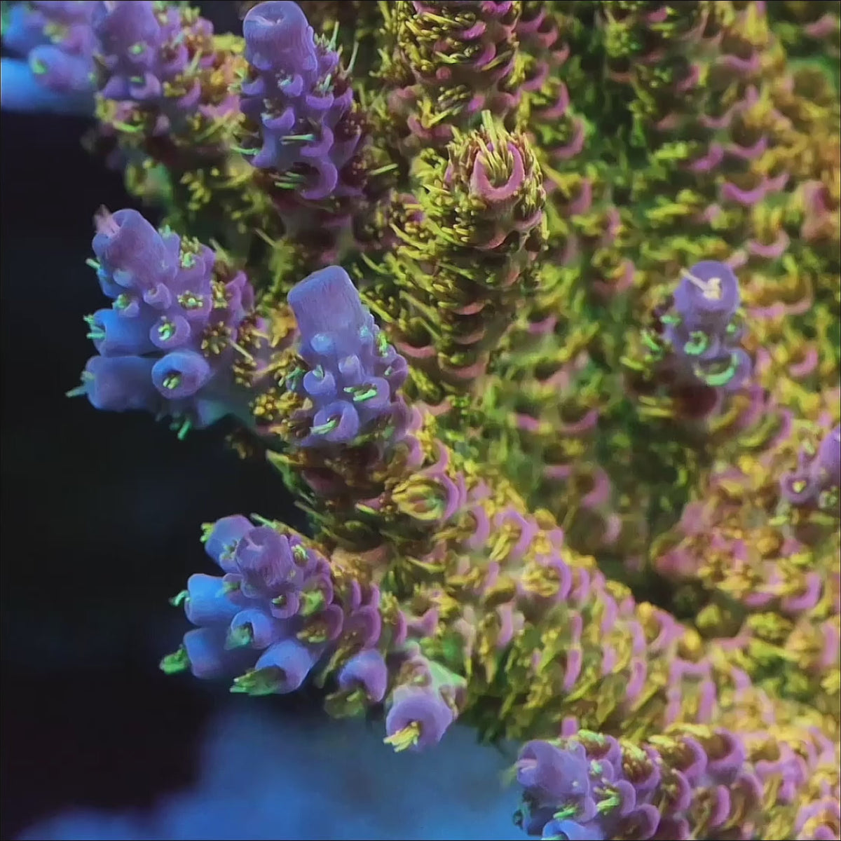POTO Mufasa – Pieces of the Ocean