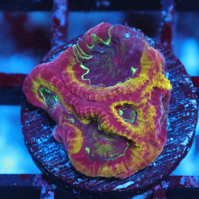 GC Hells Fury Favia – Pieces of the Ocean