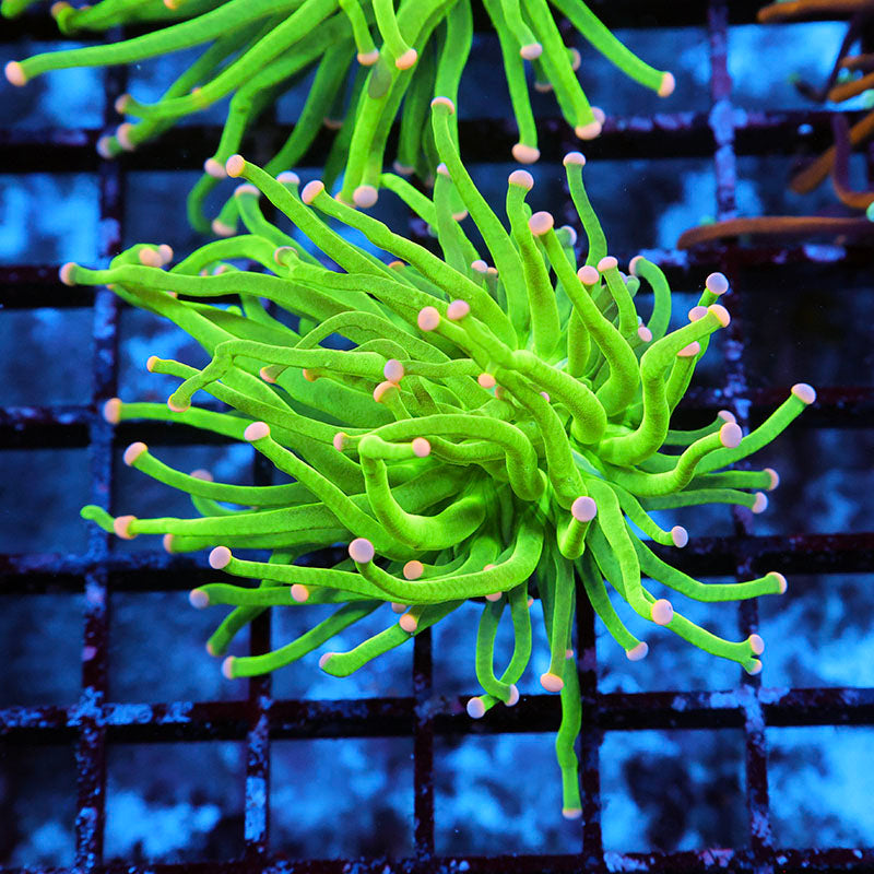 POTO Ultra Cotton Candy Torch – Pieces of the Ocean