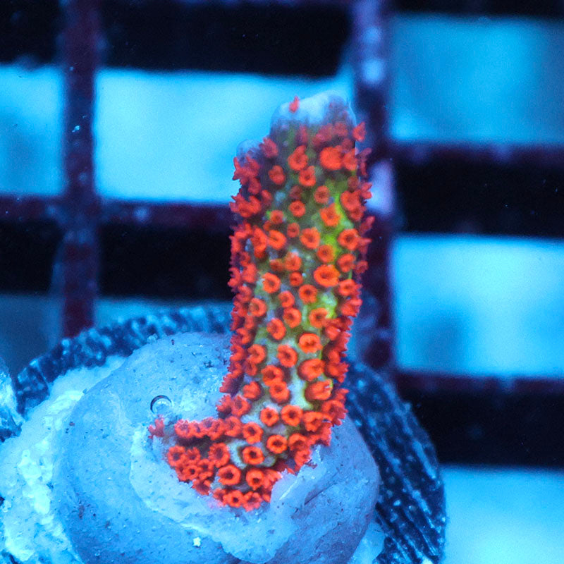 Bubble Gum Digi (special) – Pieces of the Ocean