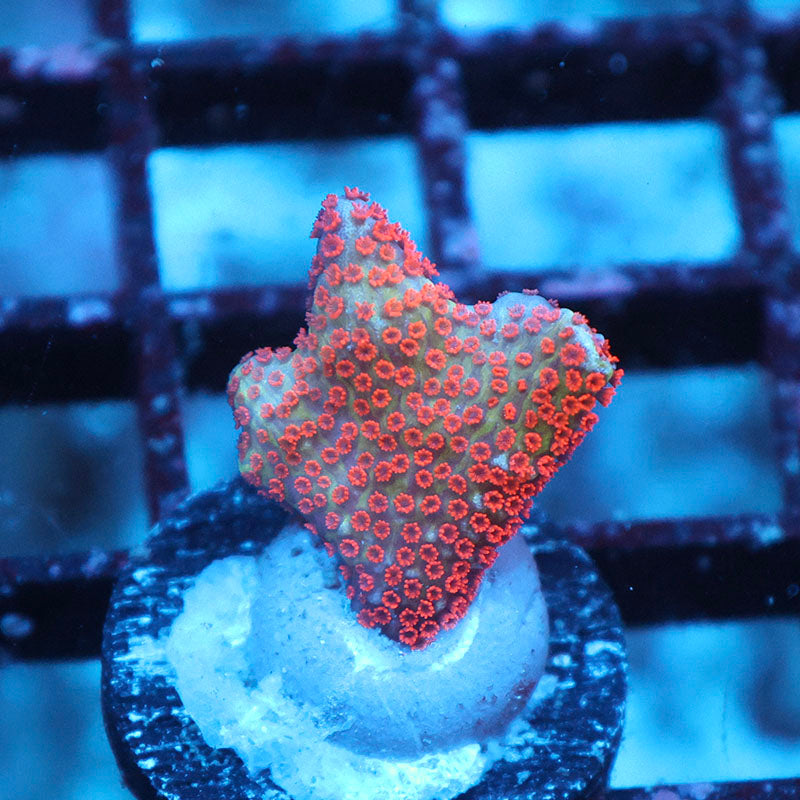 Bubble Gum Digi (special) – Pieces of the Ocean