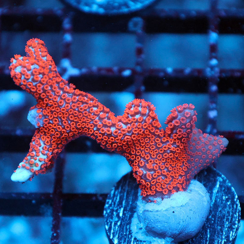 Bubble Gum Digi (special) – Pieces of the Ocean