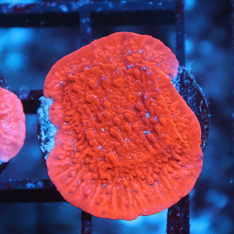 POTO Red Hot Monti Cap – Pieces of the Ocean