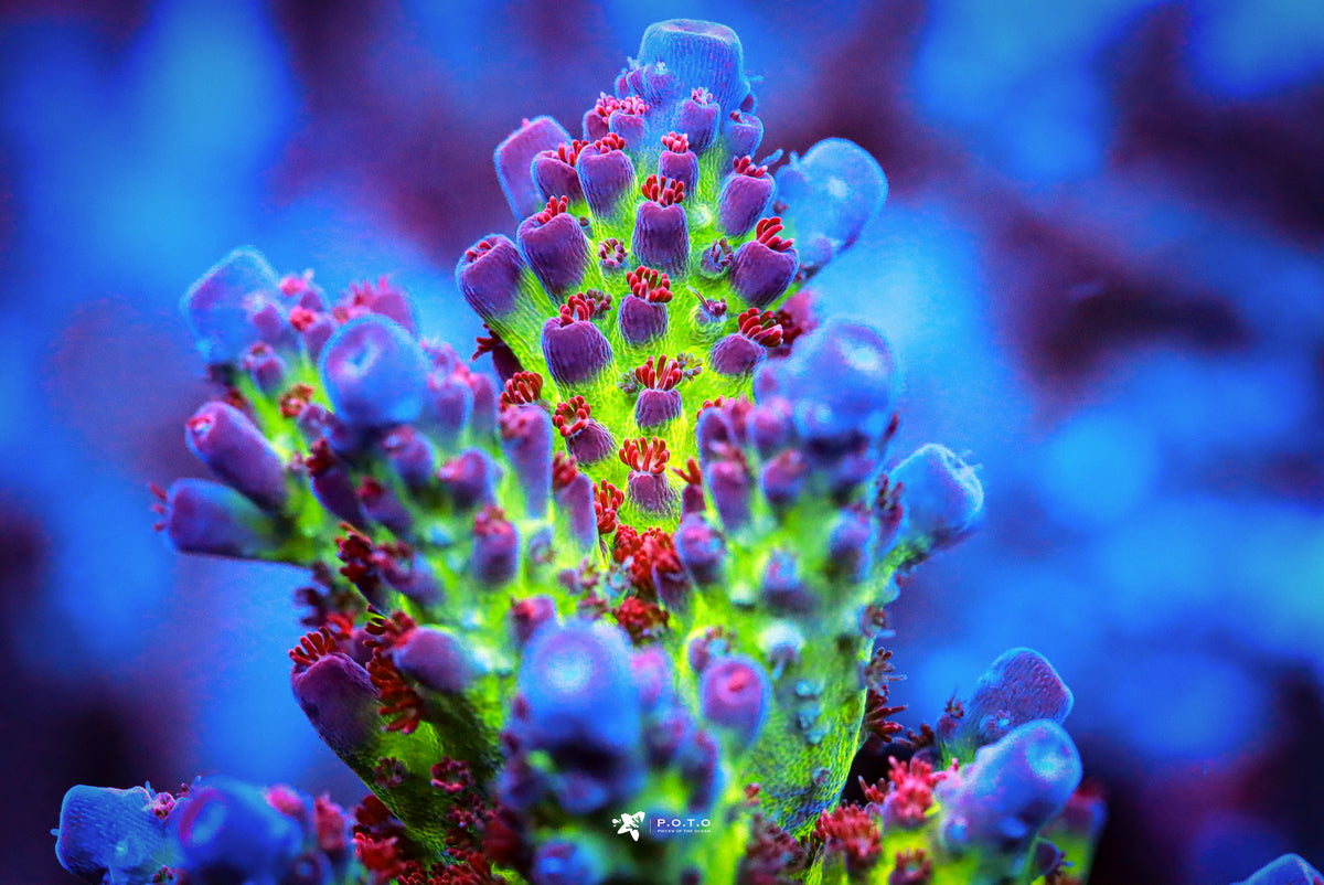 Sanjay's Red Photon – Pieces of the Ocean