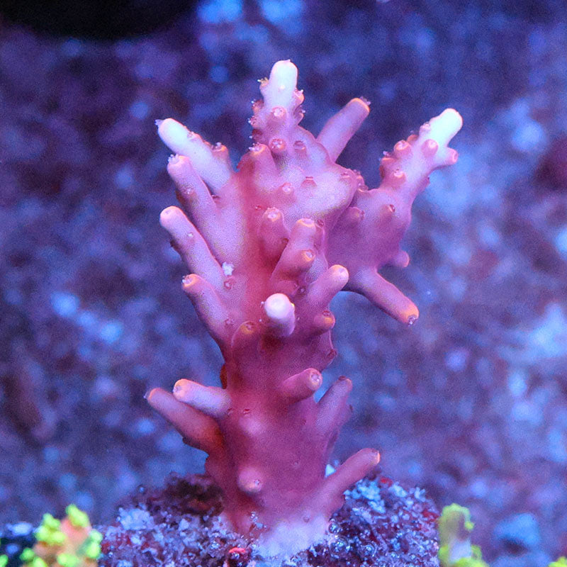 WWC Little Red Ferrari – Pieces of the Ocean