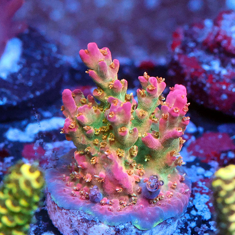 Vivid Confetti – Pieces of the Ocean