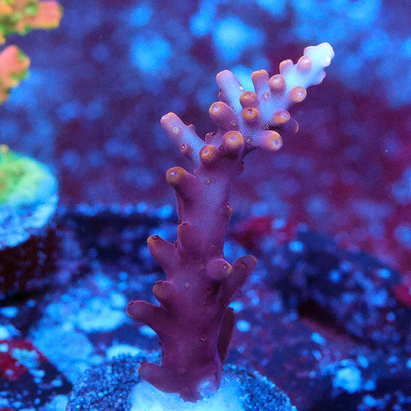 WWC Little Red Ferrari (Special) – Pieces of the Ocean