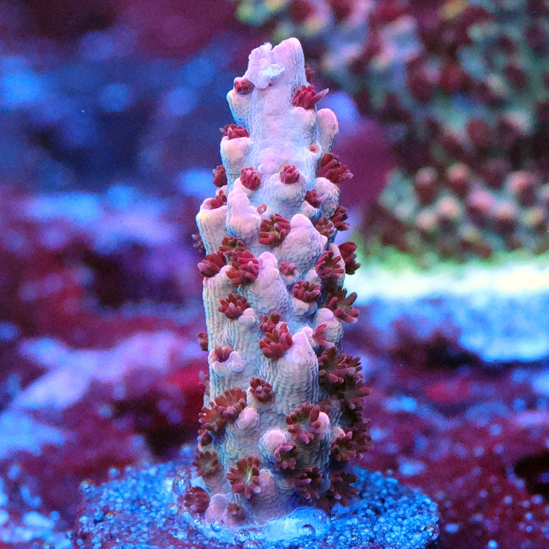 WWC Dragon Slayer – Pieces of the Ocean
