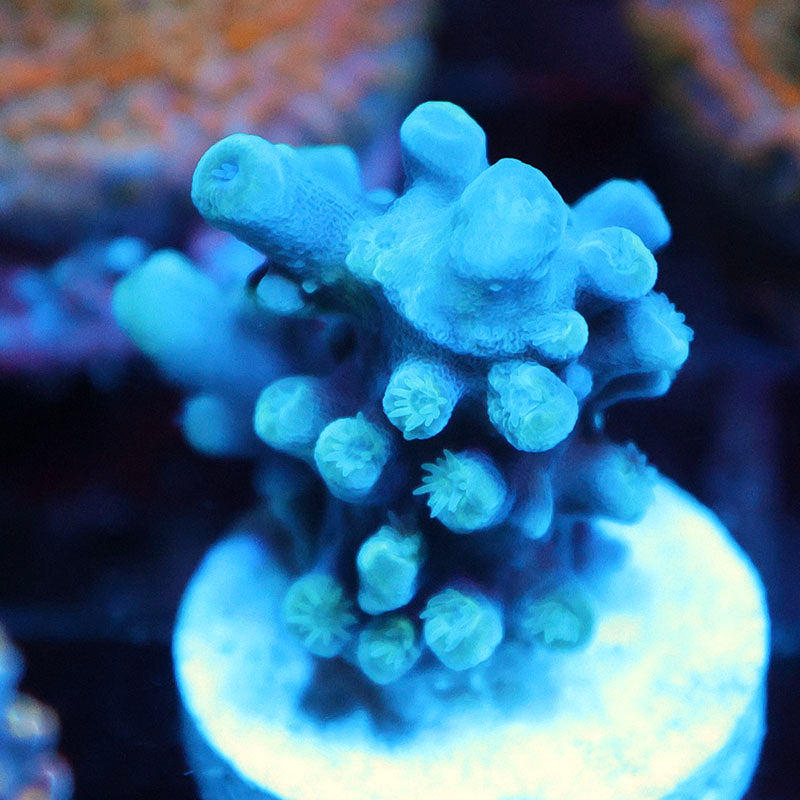 Oregon Tort – Pieces of the Ocean
