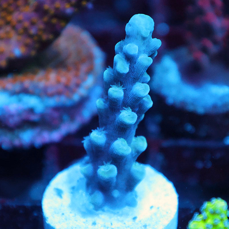 Oregon Tort – Pieces of the Ocean