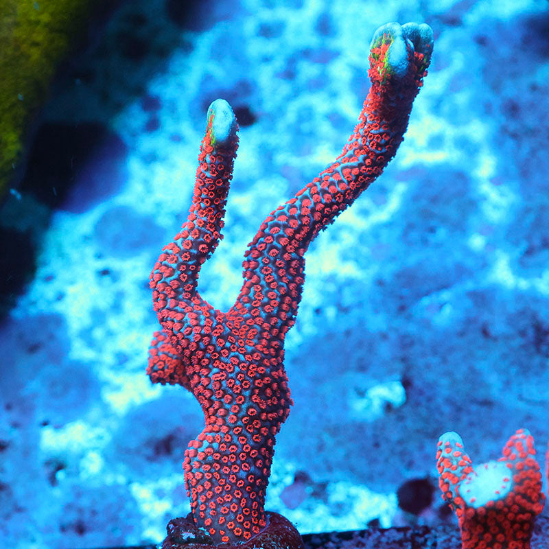 Bubble Gum Digi (L) – Pieces of the Ocean