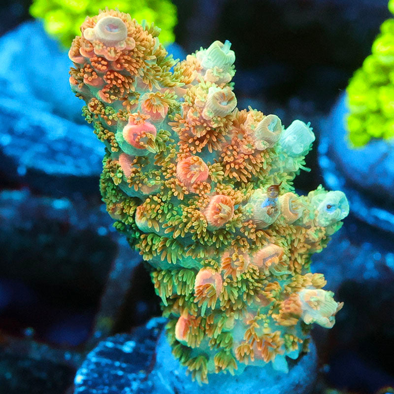 TSA Bill Murray – Pieces of the Ocean