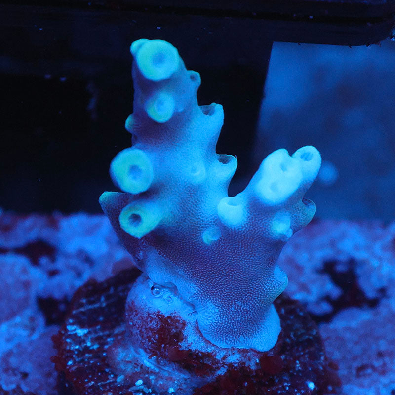 Oregon Tort – Pieces of the Ocean