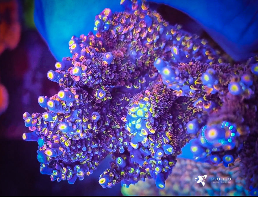 MattV Time Machine – Pieces of the Ocean