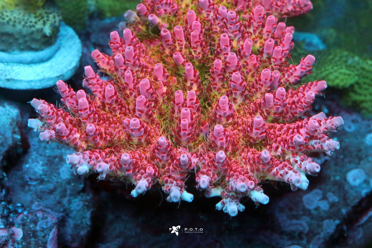 POTO Backdraft – Pieces of the Ocean