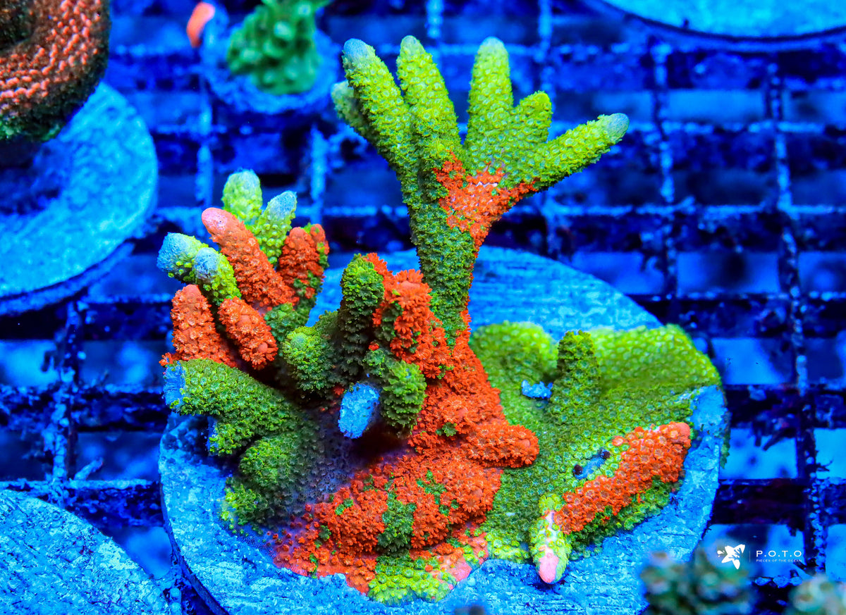 WWC Contraband Grafted Montipora Digitata – Pieces of the Ocean