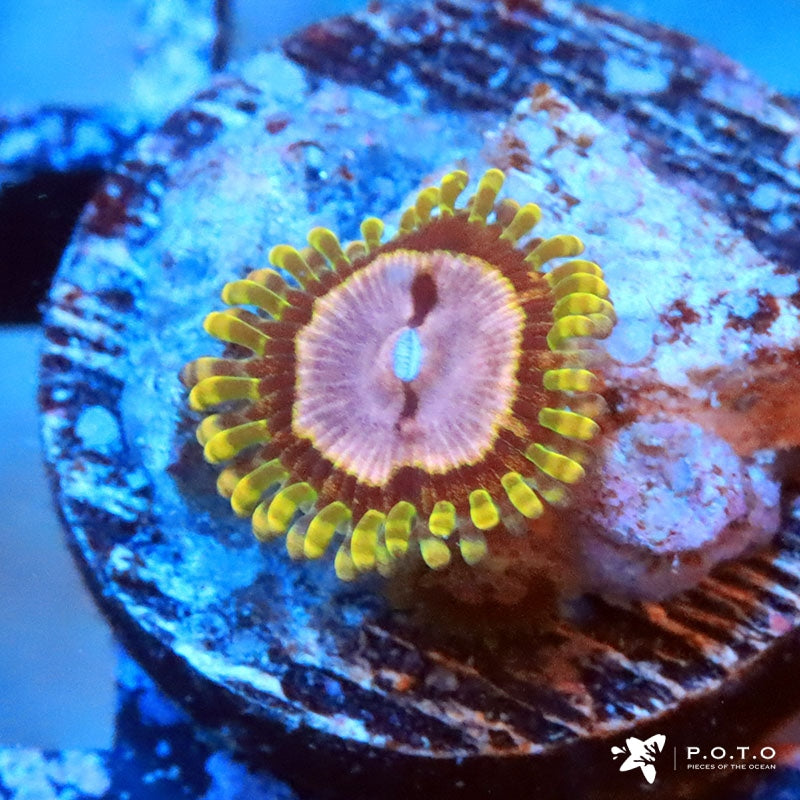 Purple Monster Zoa – Pieces of the Ocean