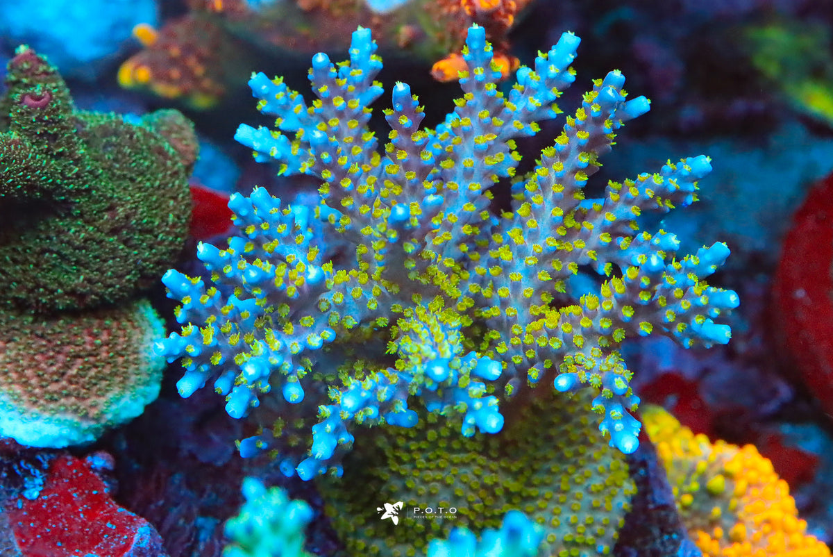 R66 Merlin Staff – Pieces of the Ocean