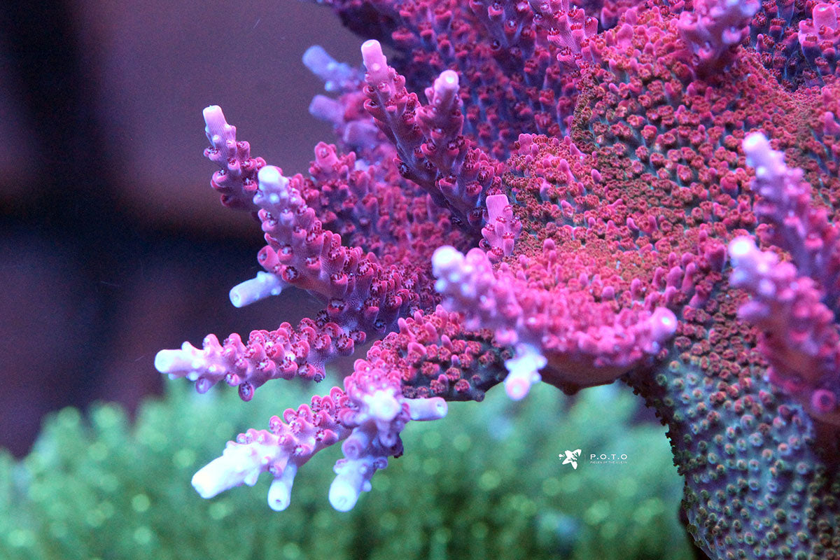 POTO Red Diablo – Pieces of the Ocean